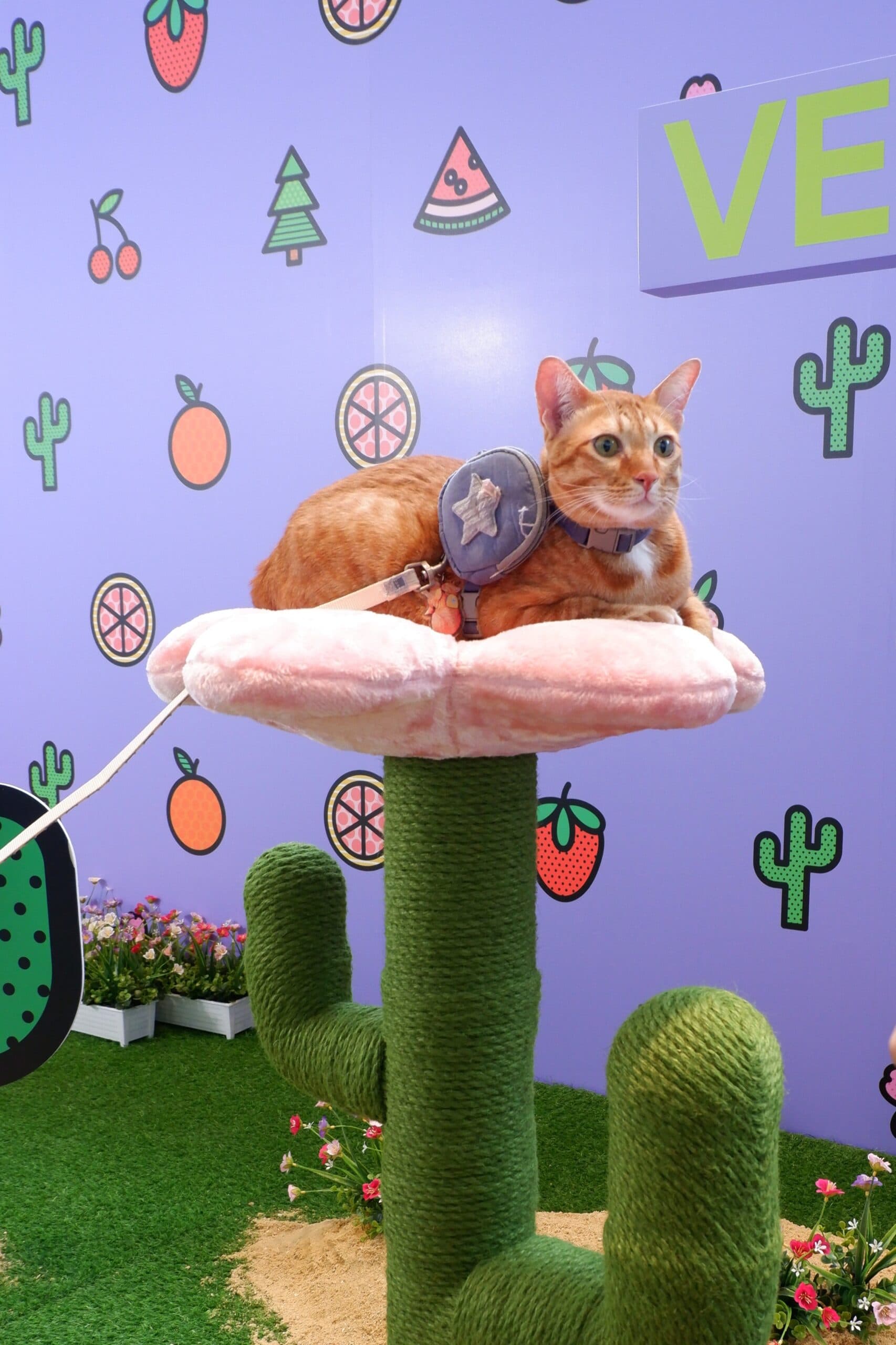 โอซีซี เปิดตัวแบรนด์ VETRESKA ของใช้สำหรับน้องหมาน้องแมว - OCC